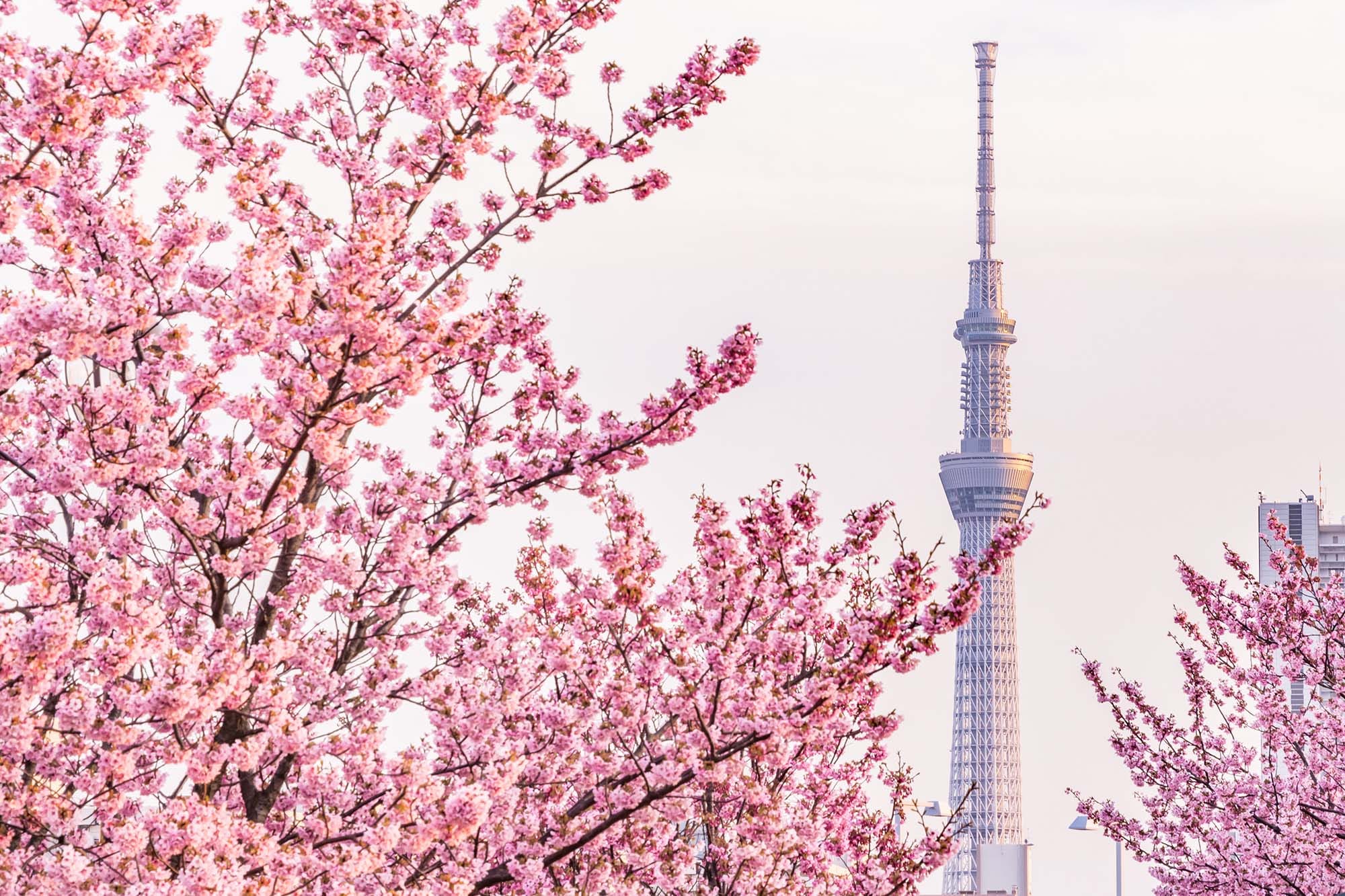 Why Tokyo? – KAI Japanese Language School